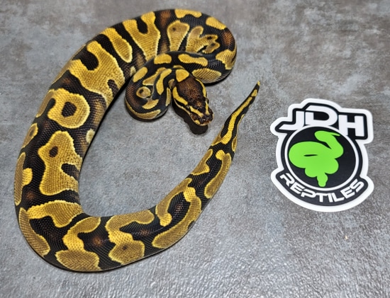 Enchi Poss Leopard Poss Het Clown Ball Python by JDH Reptiles