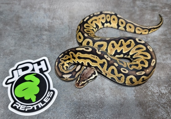 Pastel Lori Het Albino Ball Python by JDH Reptiles