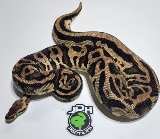 Pastel Leopard Ball Python by JDH Reptiles