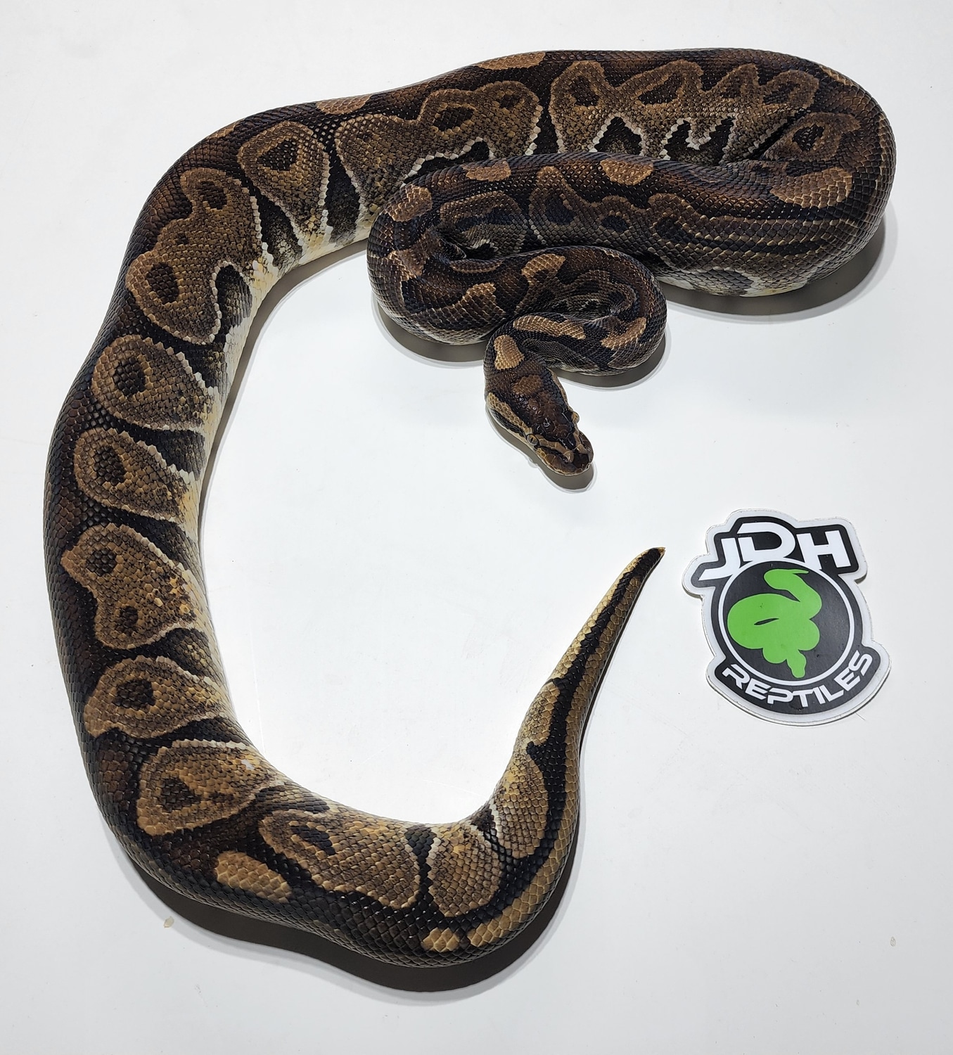 Enchi Lori *FREE SHIPPING* Ball Python by JDH Reptiles - MorphMarket