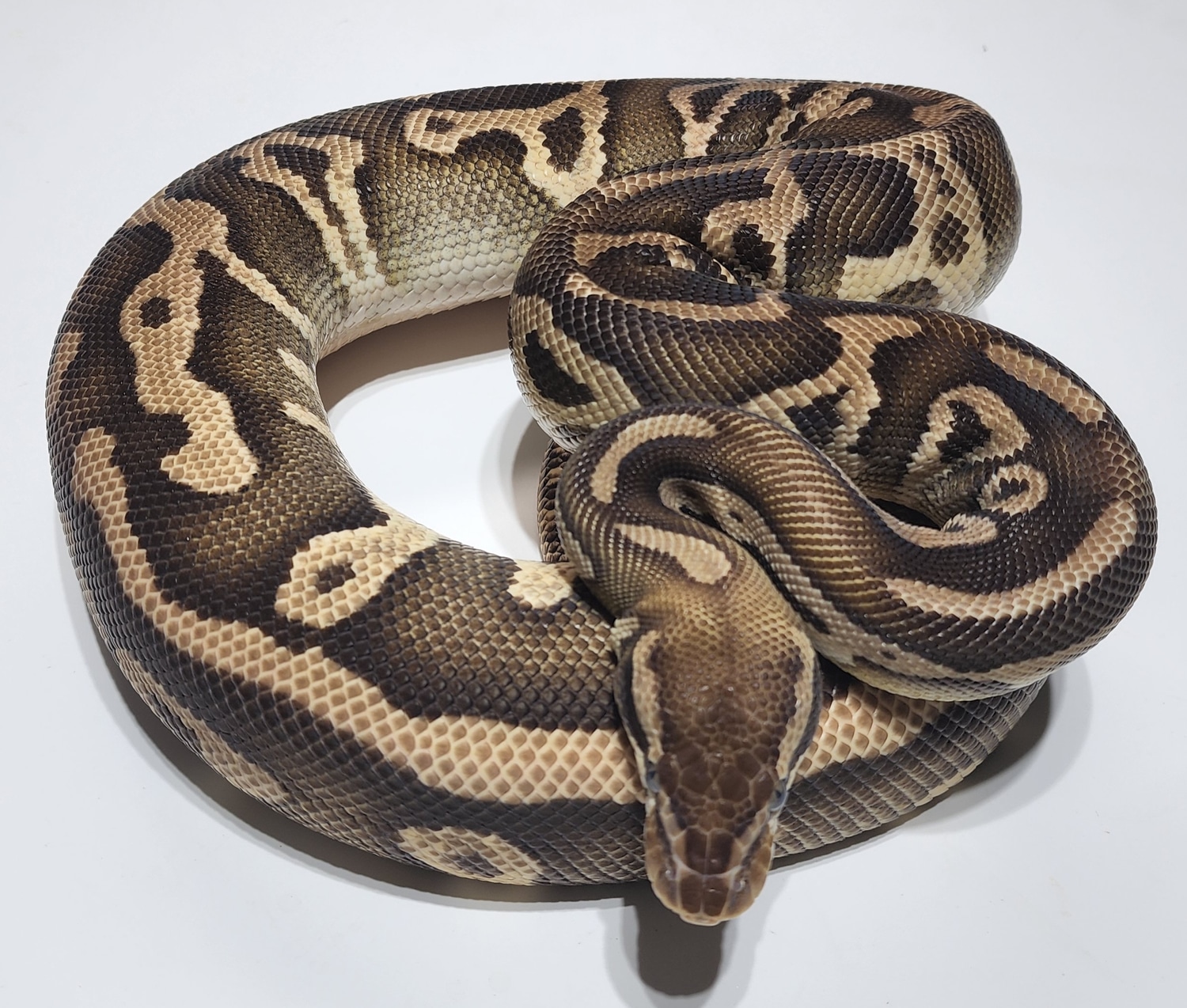 Pastel Leopard Mojave *FREE SHIPPING* Ball Python by JDH Reptiles ...