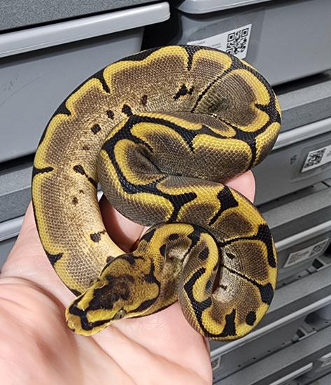 Leopard Spider Pos Het Hypo *FREE SHIPPING* Ball Python by JDH Reptiles