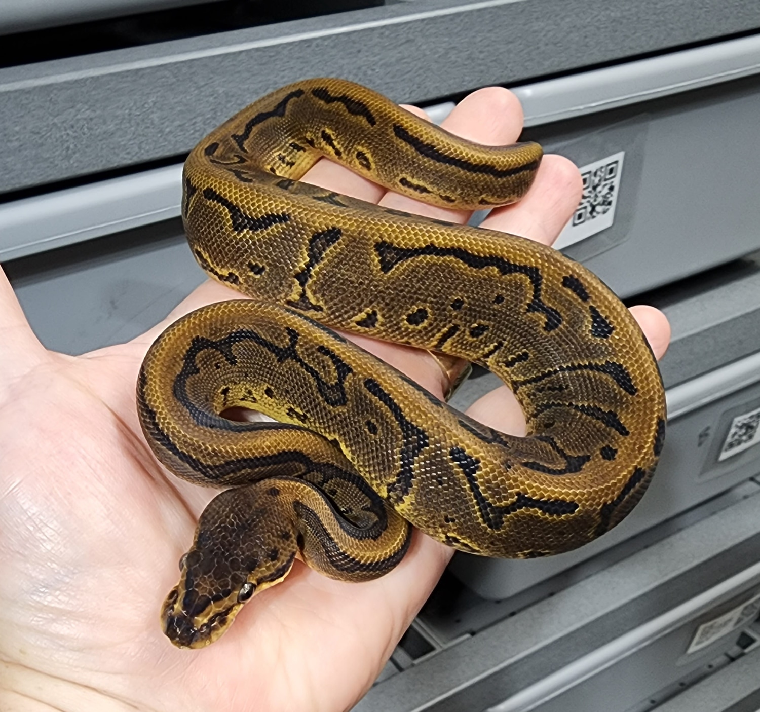 Pinstripe Leopard Pos Het Hypo Pos OD Or Calico *FREE SHIPPING* Ball Python by JDH Reptiles ...
