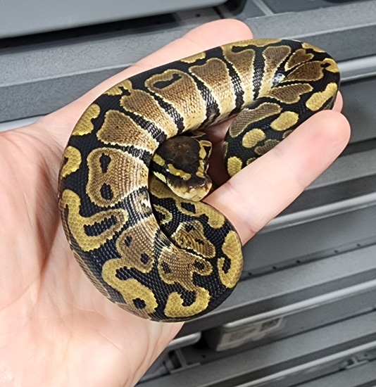Het Paint *FREE SHIPPING* Ball Python by JDH Reptiles