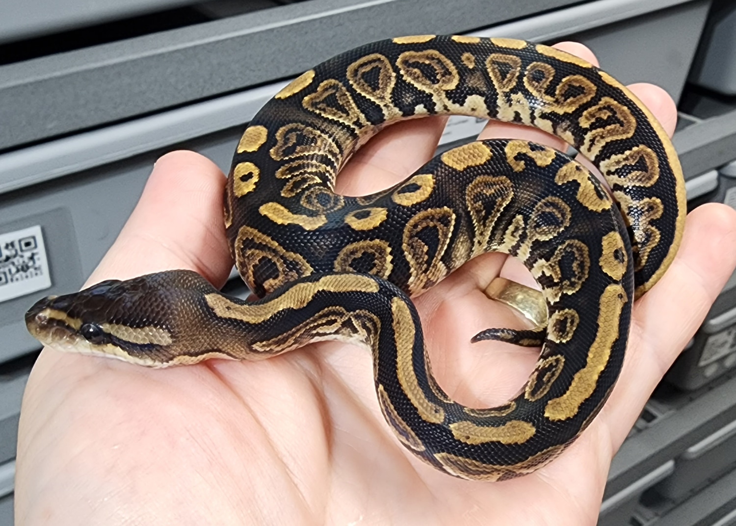 Black Pastel Yellowbelly Het Paint *FREE SHIPPING* Ball Python by JDH ...
