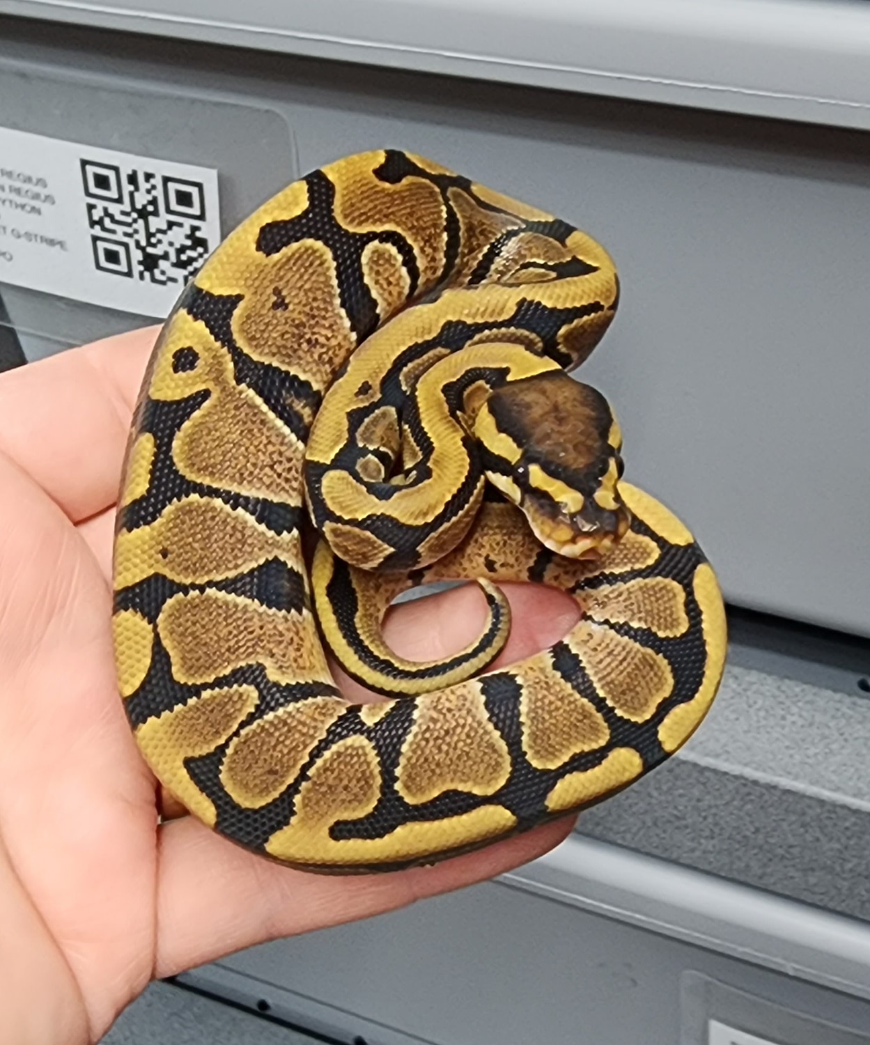 Het Desert Ghost *FREE SHIPPING* Ball Python by JDH Reptiles - MorphMarket