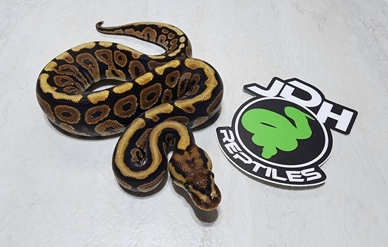 Spotnose Huffman Ball Python by JDH Reptiles - MorphMarket