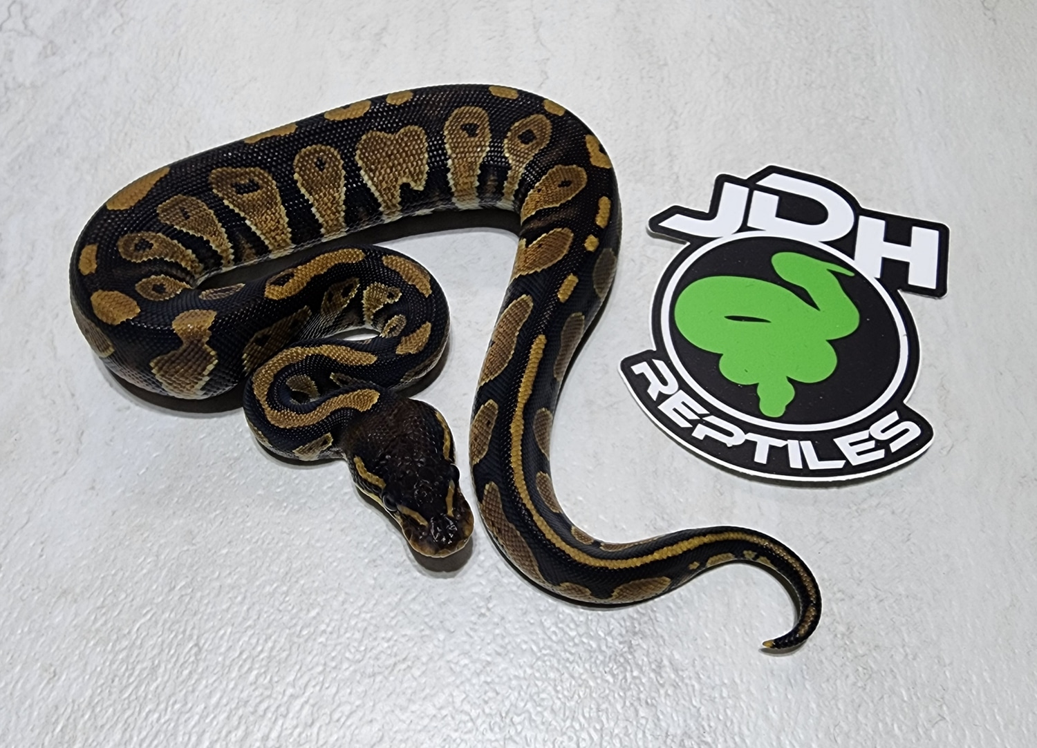 Blackhead Het Albino Ball Python by JDH Reptiles - MorphMarket