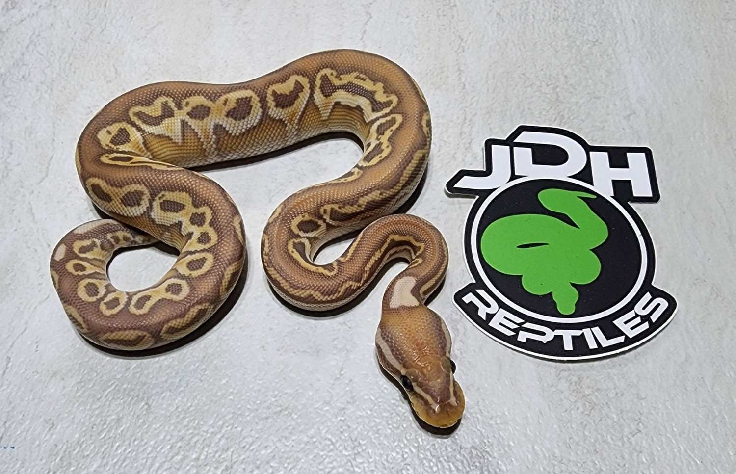 Lori Banana Butter Ball Python by JDH Reptiles - MorphMarket