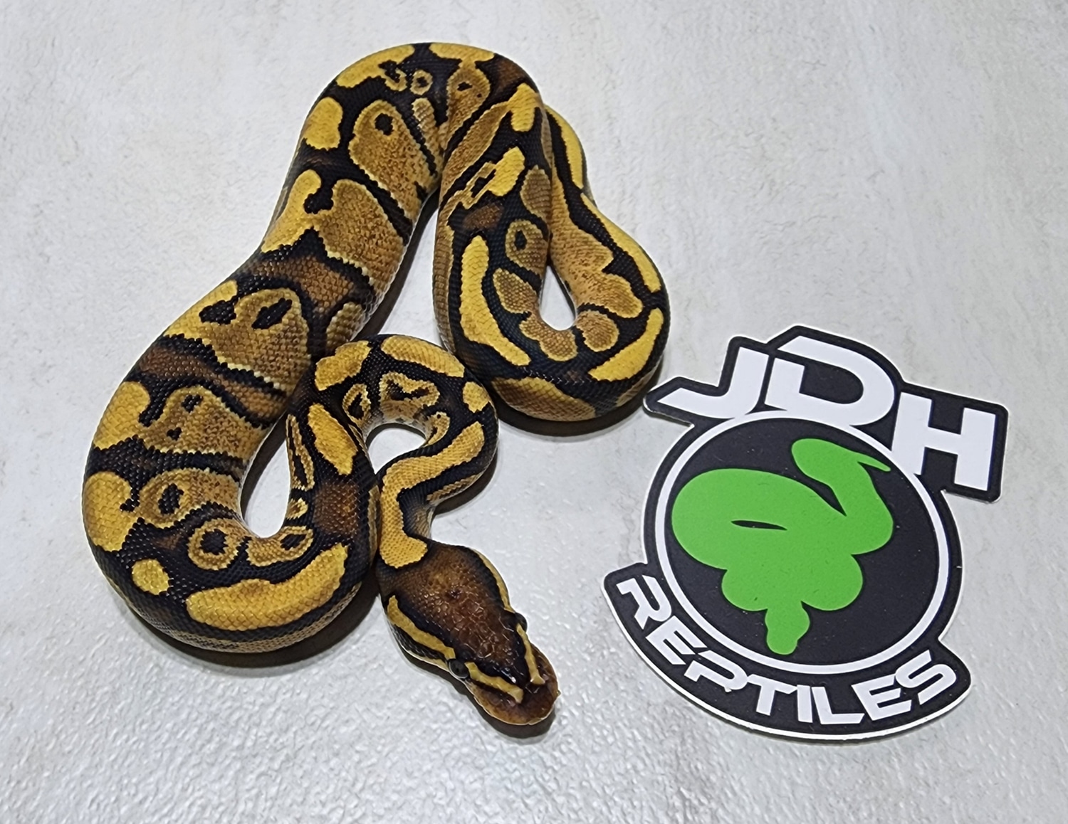 Orange Dream Pos Hurricane Ball Python by JDH Reptiles - MorphMarket