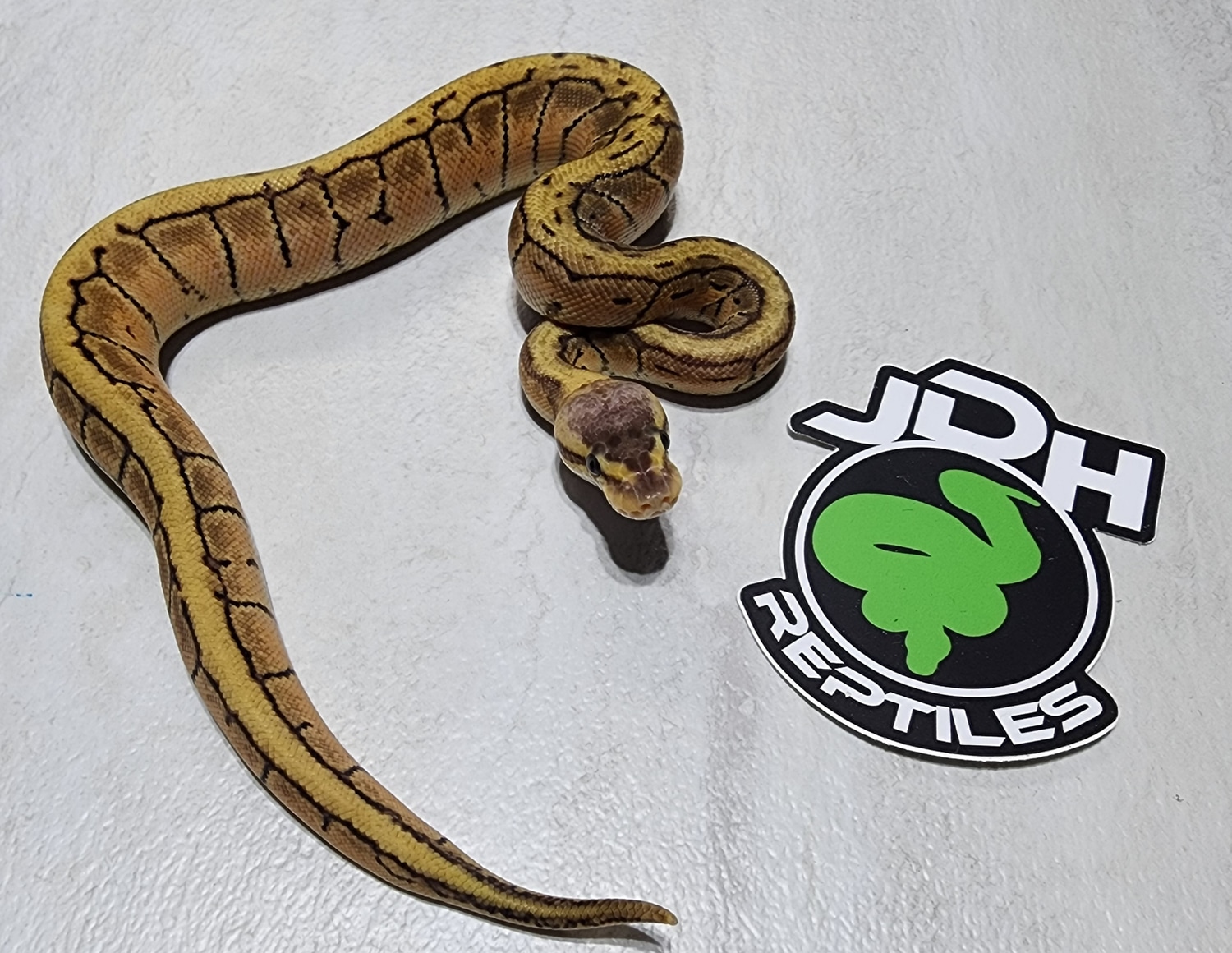 Lemonblast Calico Het Desert Ghost *FREE SHIPPING Ball Python by JDH ...