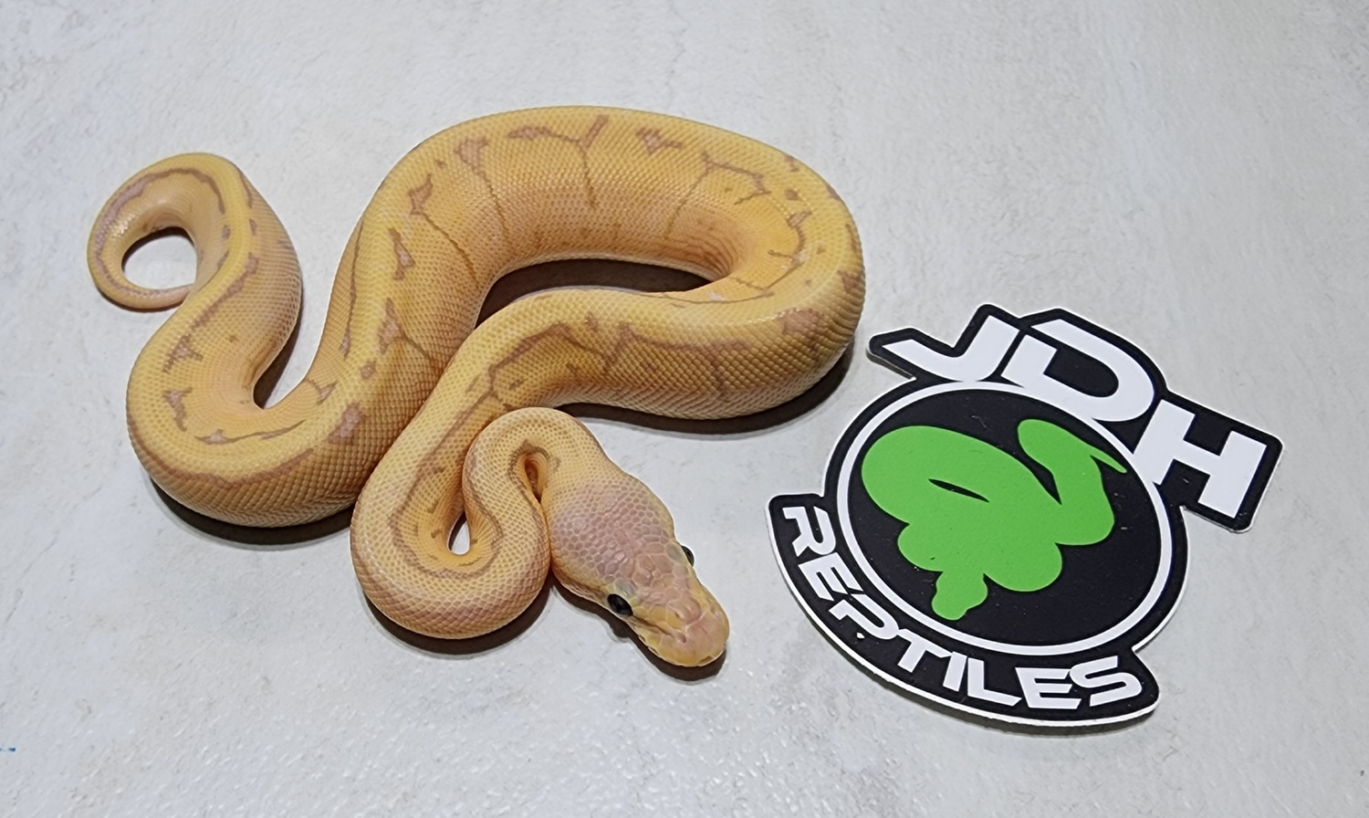 Pastel Banana Pinstripe Het Pied Pos Het Albino *FREE SHIPPING Ball ...