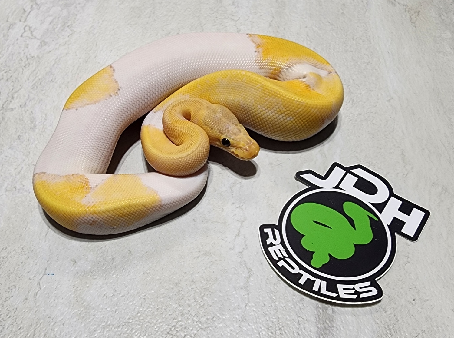 Pastel Banana Pinstripe Pied Ball Python by JDH Reptiles - MorphMarket