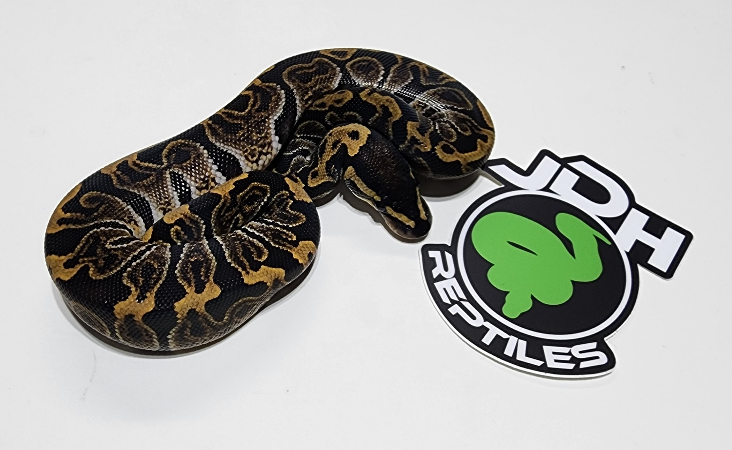 GHI Het Hypo Ball Python by JDH Reptiles - MorphMarket