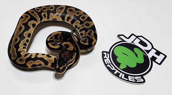 Leopard Marvel Ball Python by JDH Reptiles