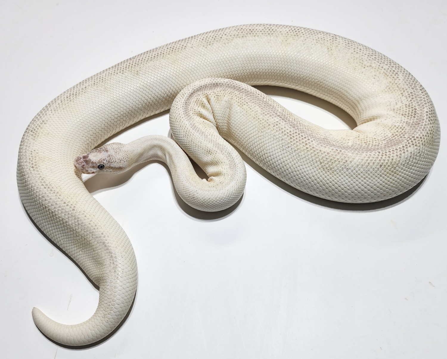 Super Pastel Mystic Potion Spider Ball Python by JDH Reptiles - MorphMarket