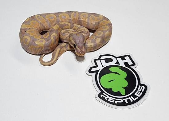Pastel Banana Leopard Ball Python by JDH Reptiles