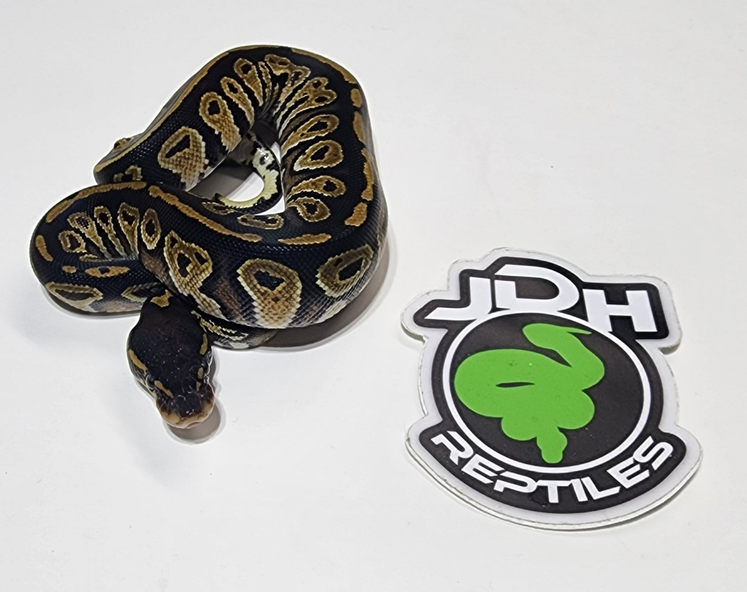 Blackhead Hurricane Ball Python by JDH Reptiles - MorphMarket