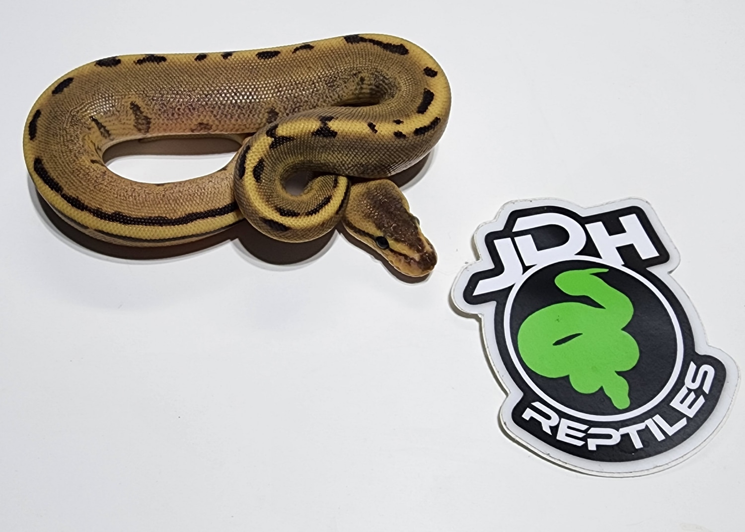 Fire G-Stripe Het VPI Axanthic 50% Het Hypo Ball Python by JDH Reptiles ...