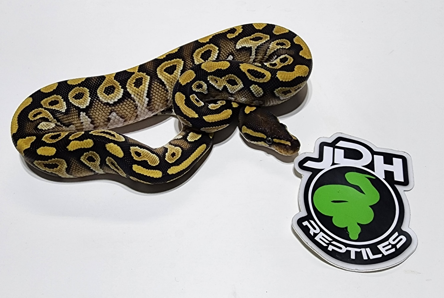 Mojave Yellowbelly Or Gravel Het Hypo Ball Python by JDH Reptiles ...