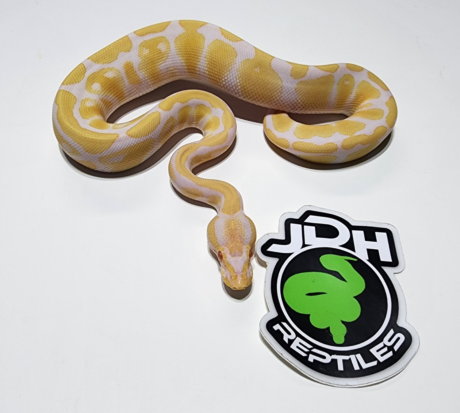 Albino Pos Enchi 50% Het Tri-Stripe Ball Python by JDH Reptiles ...