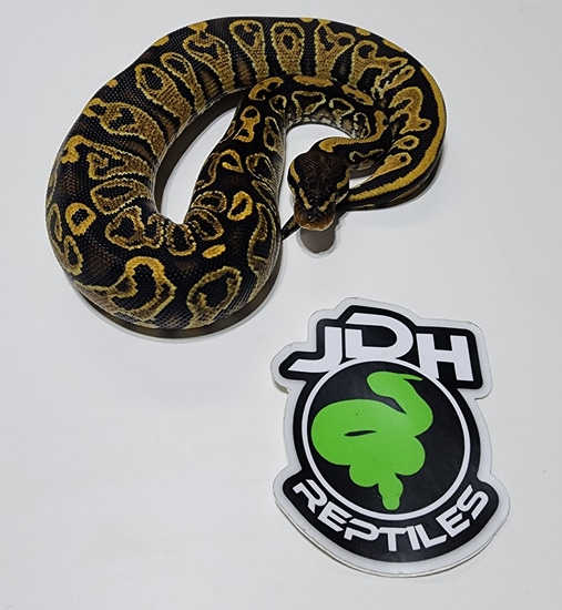 Hurricane Yellowbelly Pos Blackhead Pos Super Hurricane Ball Python by ...
