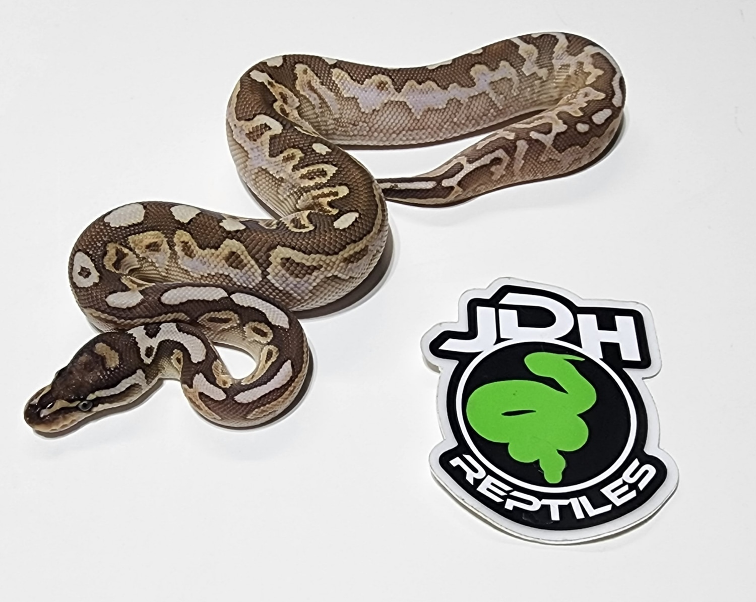 Lori Lesser Calico Ball Python by JDH Reptiles - MorphMarket