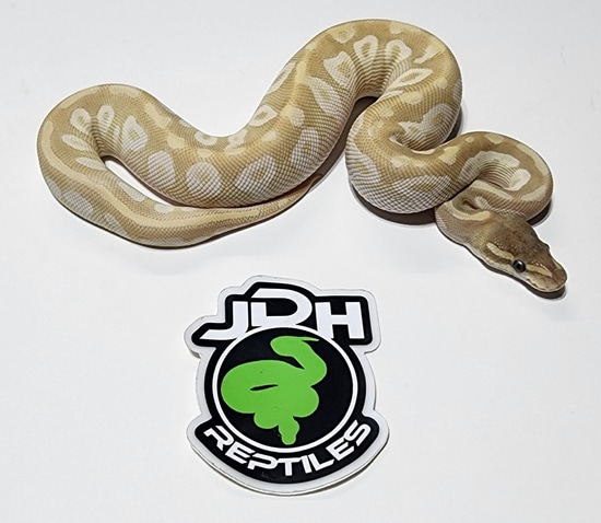Special Mojave Marvel Ball Python by JDH Reptiles