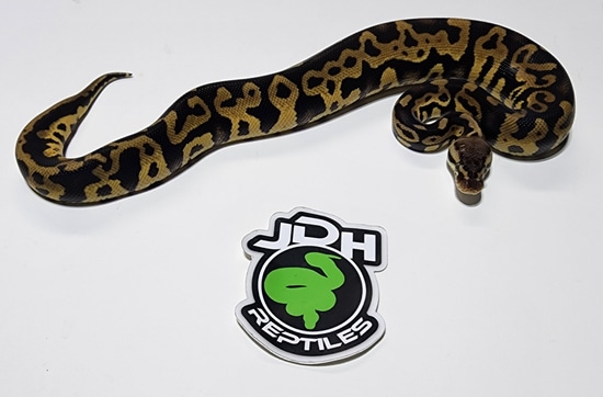 Pastel Leopard Het Clown 66% Het G-Stripe Ball Python by JDH Reptiles
