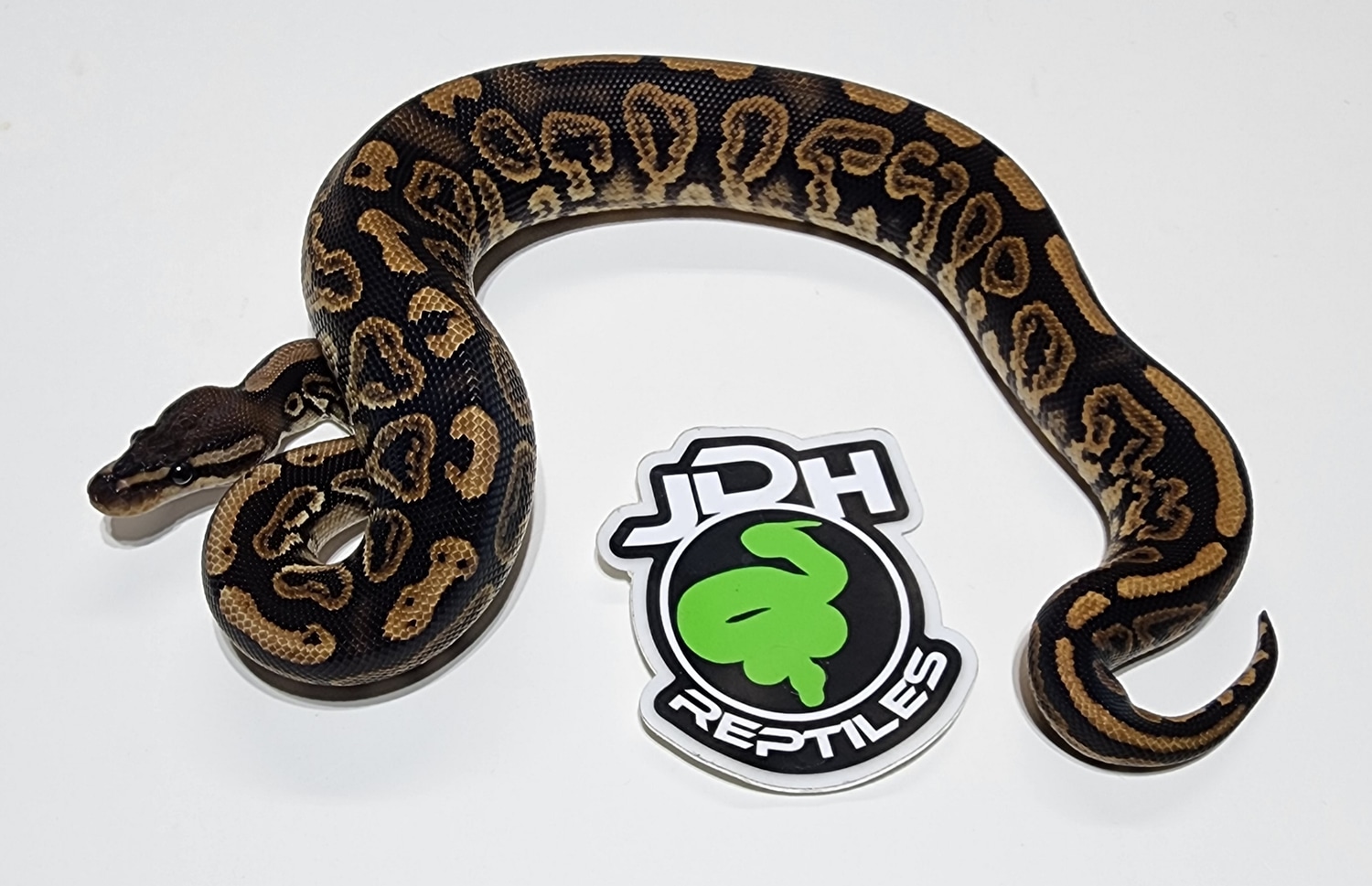 Black Pastel Yellowbelly Het Paint Ball Python by JDH Reptiles ...