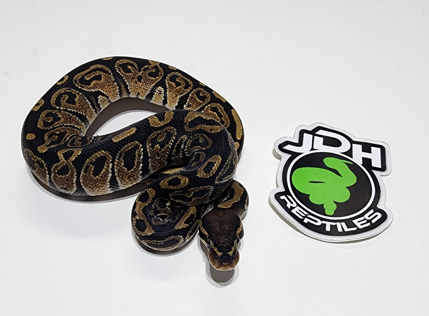 Hurricane Ball Python by JDH Reptiles - MorphMarket