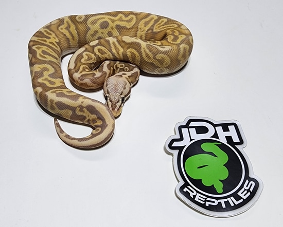 Pastel Banana Leopard GHI Yellowbelly Ball Python by JDH Reptiles