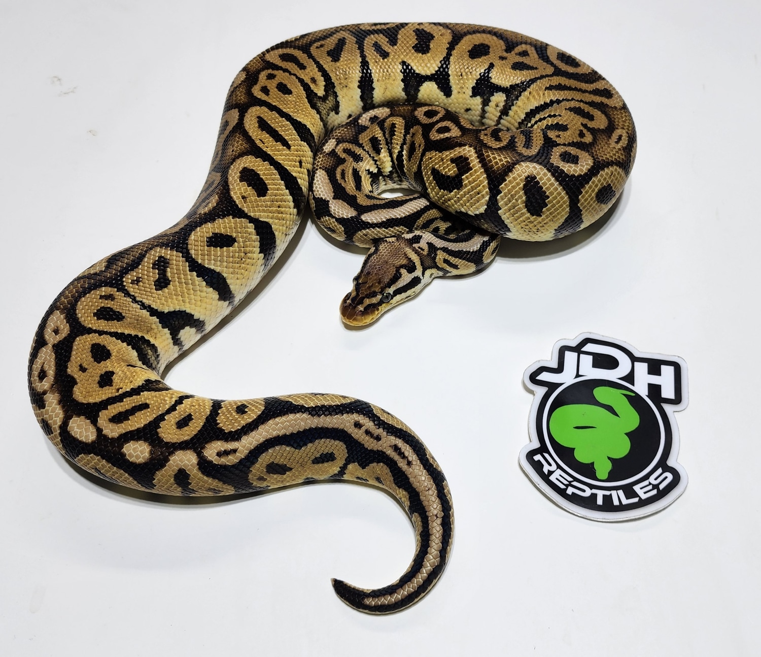 Pastel Lori Het Albino Ball Python by JDH Reptiles - MorphMarket