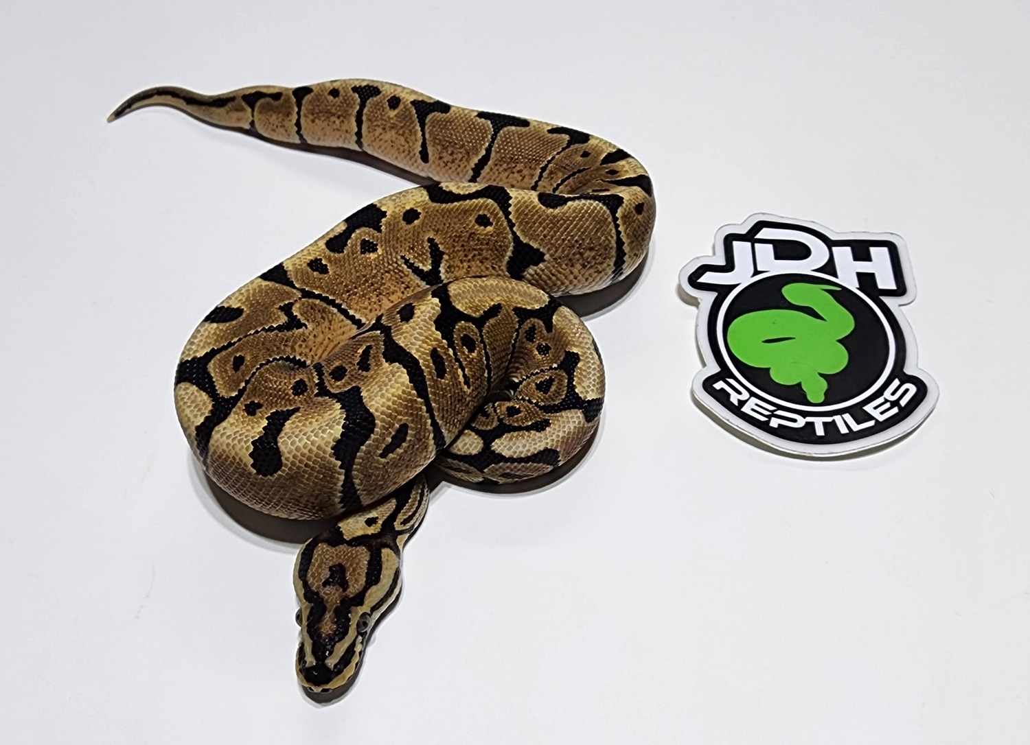 Mario Spotnose 100% Het Desert Ghost *FREE SHIPPING* Ball Python by JDH ...