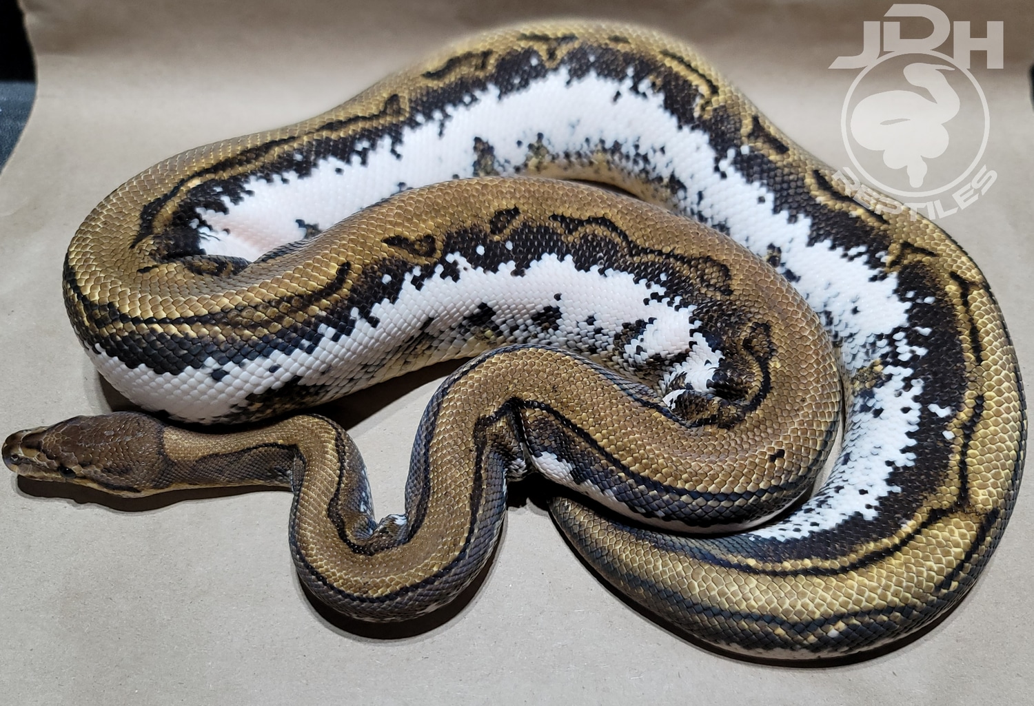 Calico Pinstripe Pos Yellowbelly Ball Python by JDH Reptiles - MorphMarket