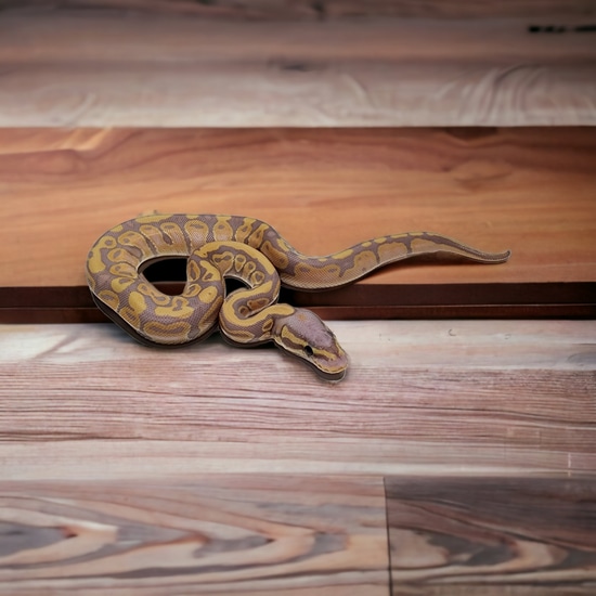 Coralglow 100% Het Sunset Ball Python by JDH Reptiles