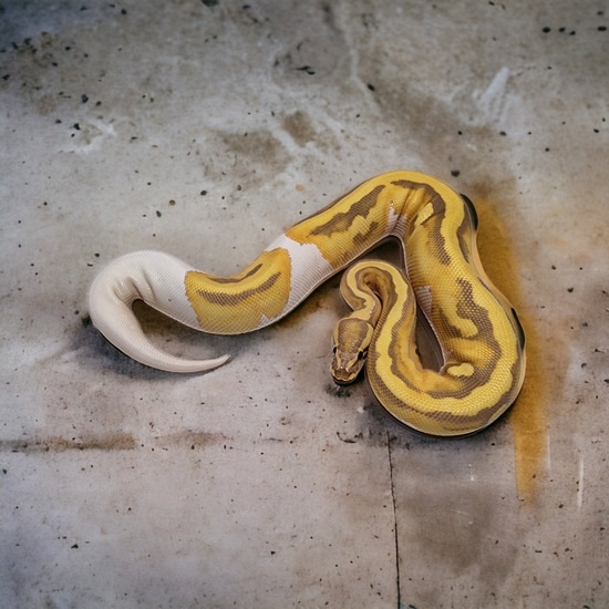 Candy Pied Ball Python by JDH Reptiles