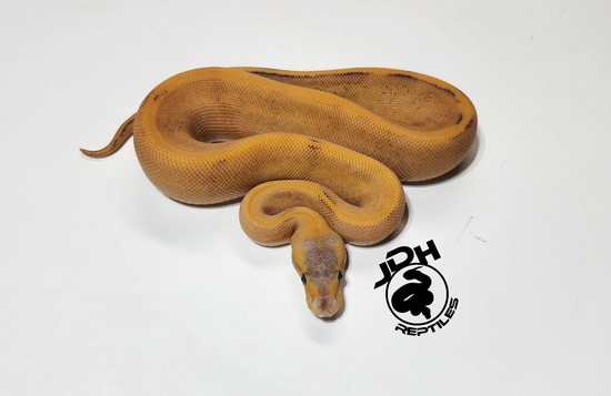 Blackhead Ivory Pastel Ball Python by JDH Reptiles
