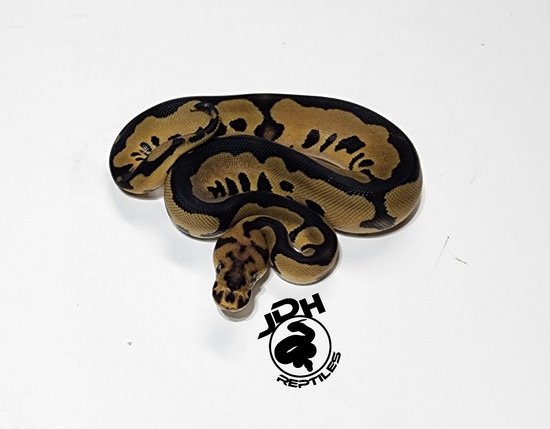 Leopard Clown Ball Python by JDH Reptiles