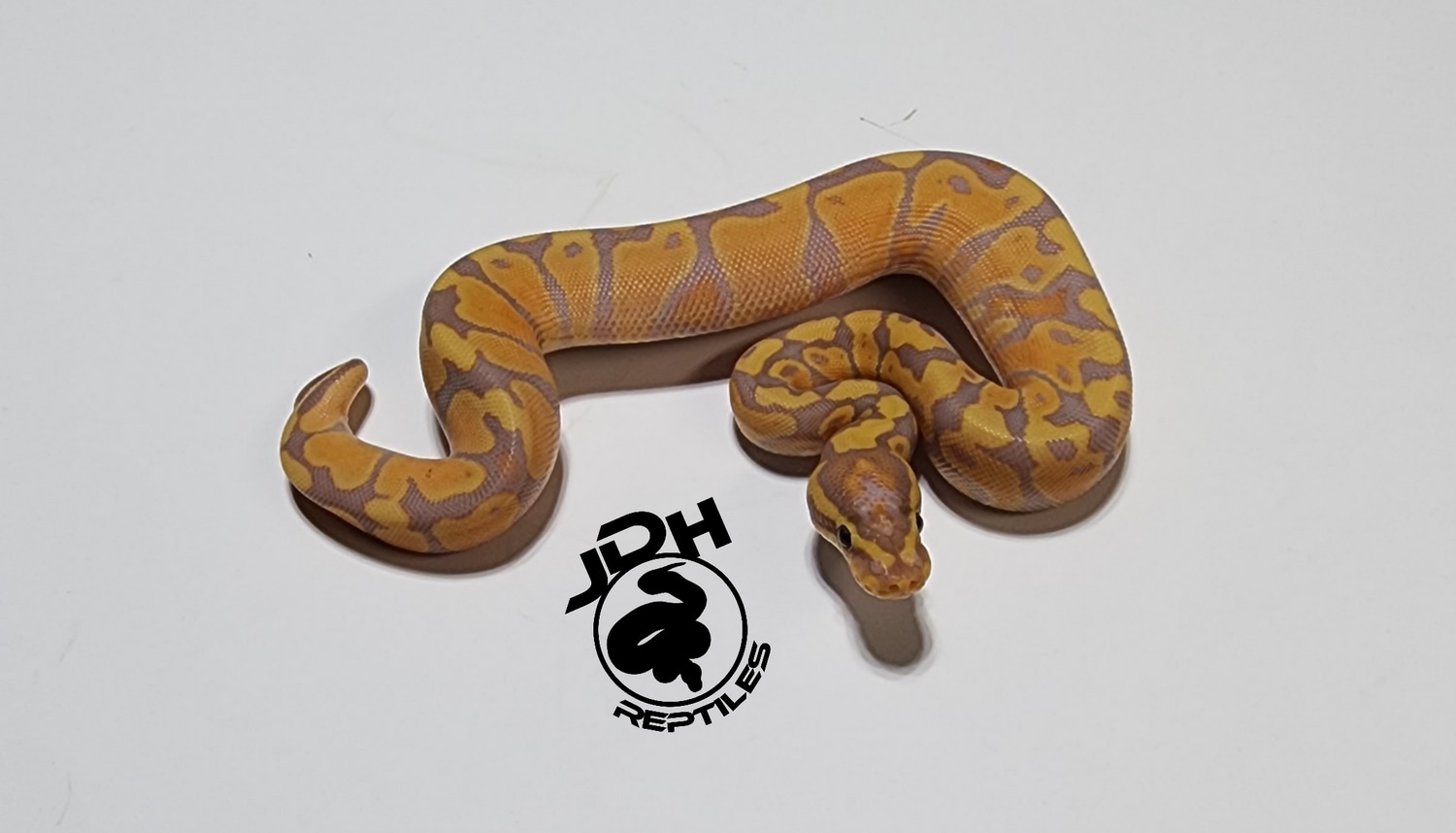 Coralglow Yellowbelly 50% Het G-Stripe Ball Python by JDH Reptiles ...