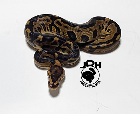Leopard Crypton Ball Python by JDH Reptiles