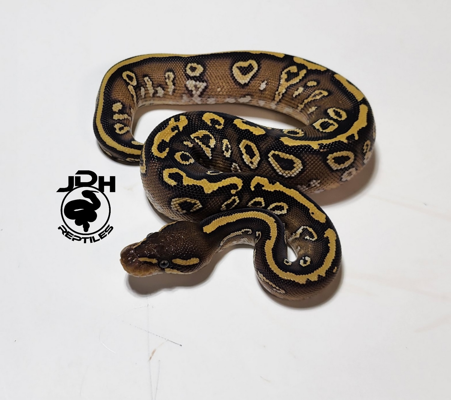 Hurricane Blackhead Mojave Het Hypo Ball Python by JDH Reptiles ...