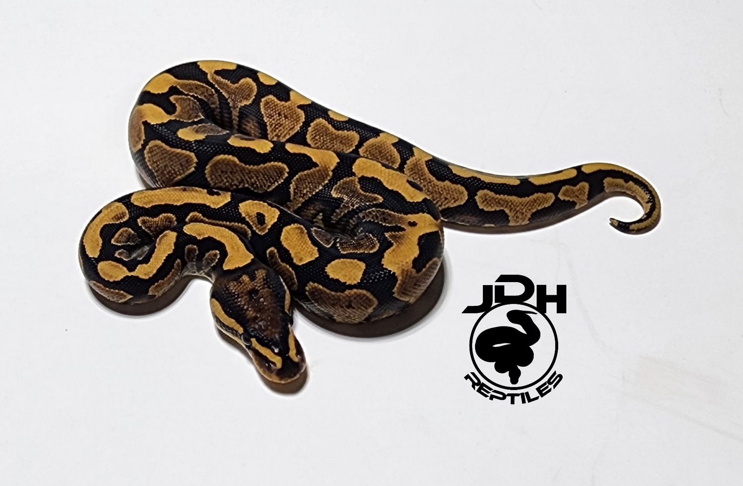 Yellowbelly Lace Ball Python by JDH Reptiles - MorphMarket