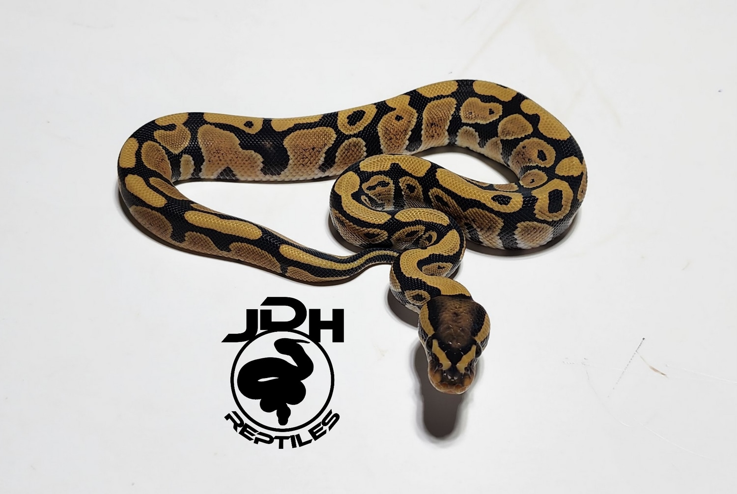 Desert Ghost Ball Python by JDH Reptiles - MorphMarket