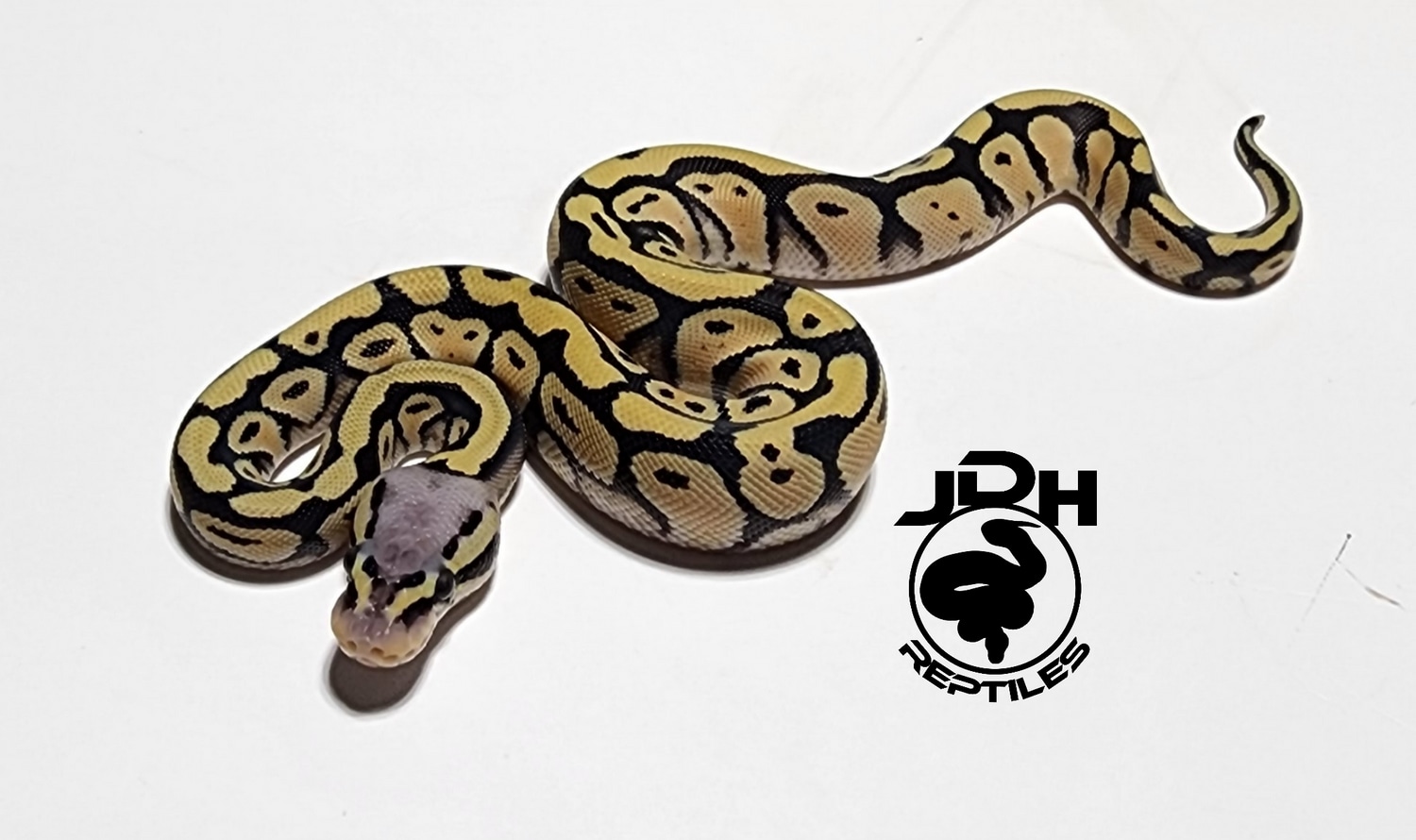 Pastel Desert Ghost Ball Python by JDH Reptiles - MorphMarket
