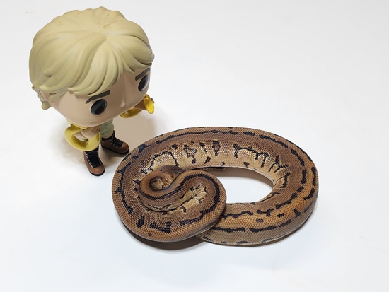 Pinstripe Leopard Mystic Het Clown Ball Python by JDH Reptiles