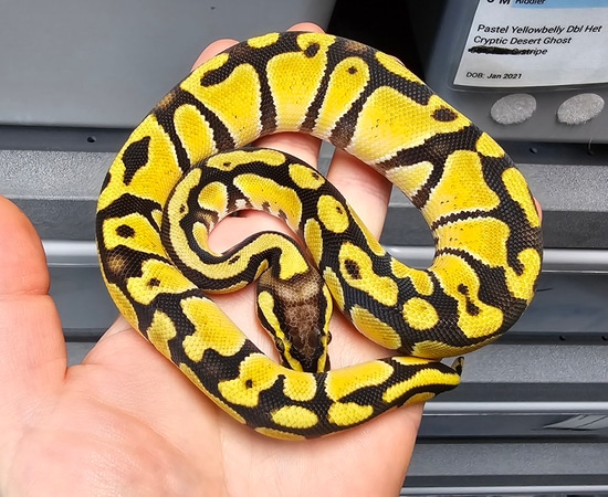 Firefly Enchi Het Hypo Ball Python by JDH Reptiles