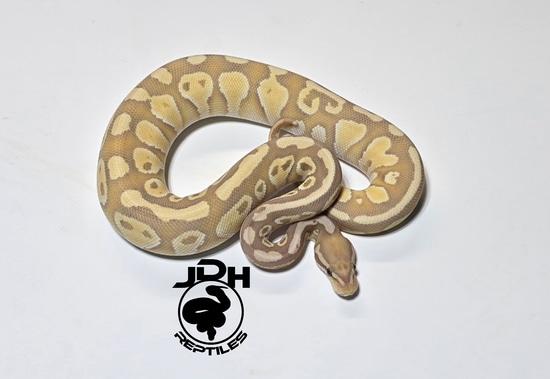 Coralglow Lesser 100% Het Sunset Ball Python by JDH Reptiles