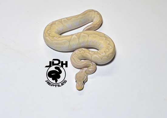 Pastel Coralglow Bamboo Calico 50% Het G-Stripe Pos Blackhead Ball ...
