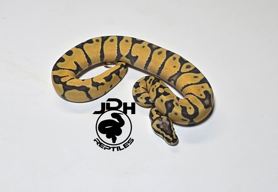Firefly Enchi Cypress Hypo Ball Python by JDH Reptiles